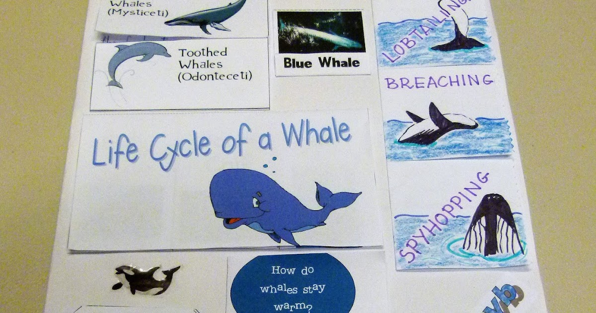 Lapbook: Wieloryby - Whales