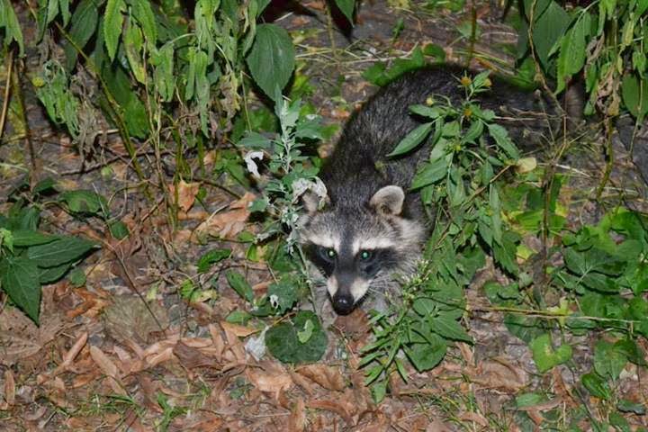 Hiszpański każdego dnia !: El mapache