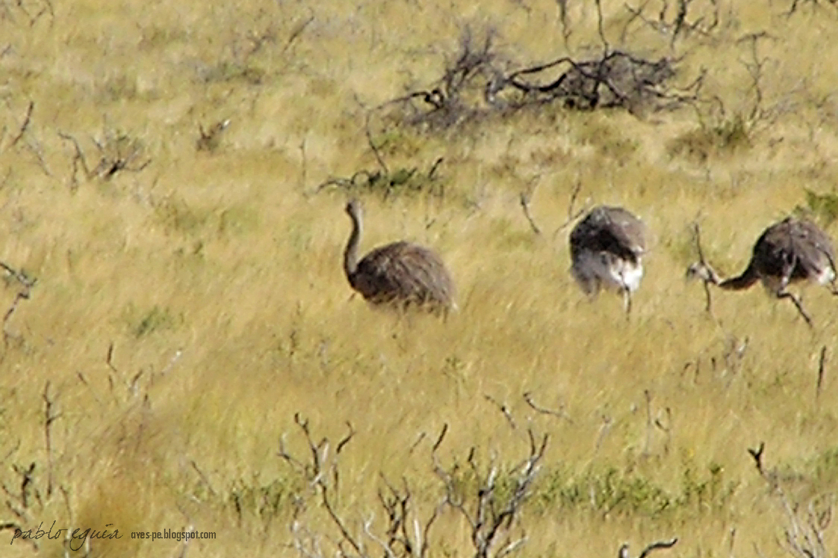 mis fotos de aves: Rhea pennata Choique Lesser Rhea