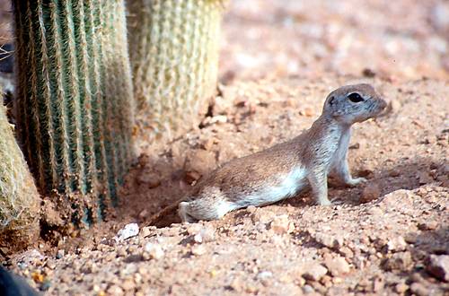 desert animals photos |Zoo Animals