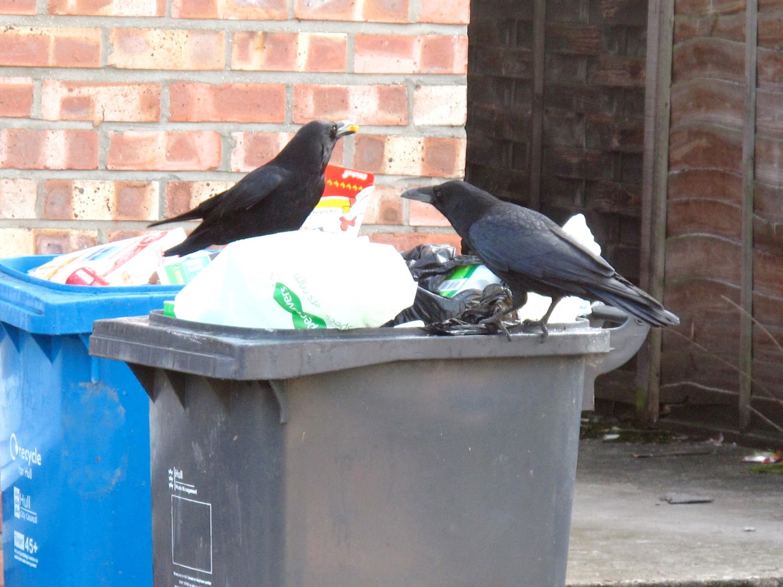 The Rattling Crow: City scavengers