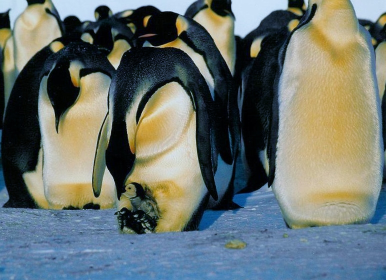 The Scorpion and the Frog: The Best Dads in the Animal Kingdom