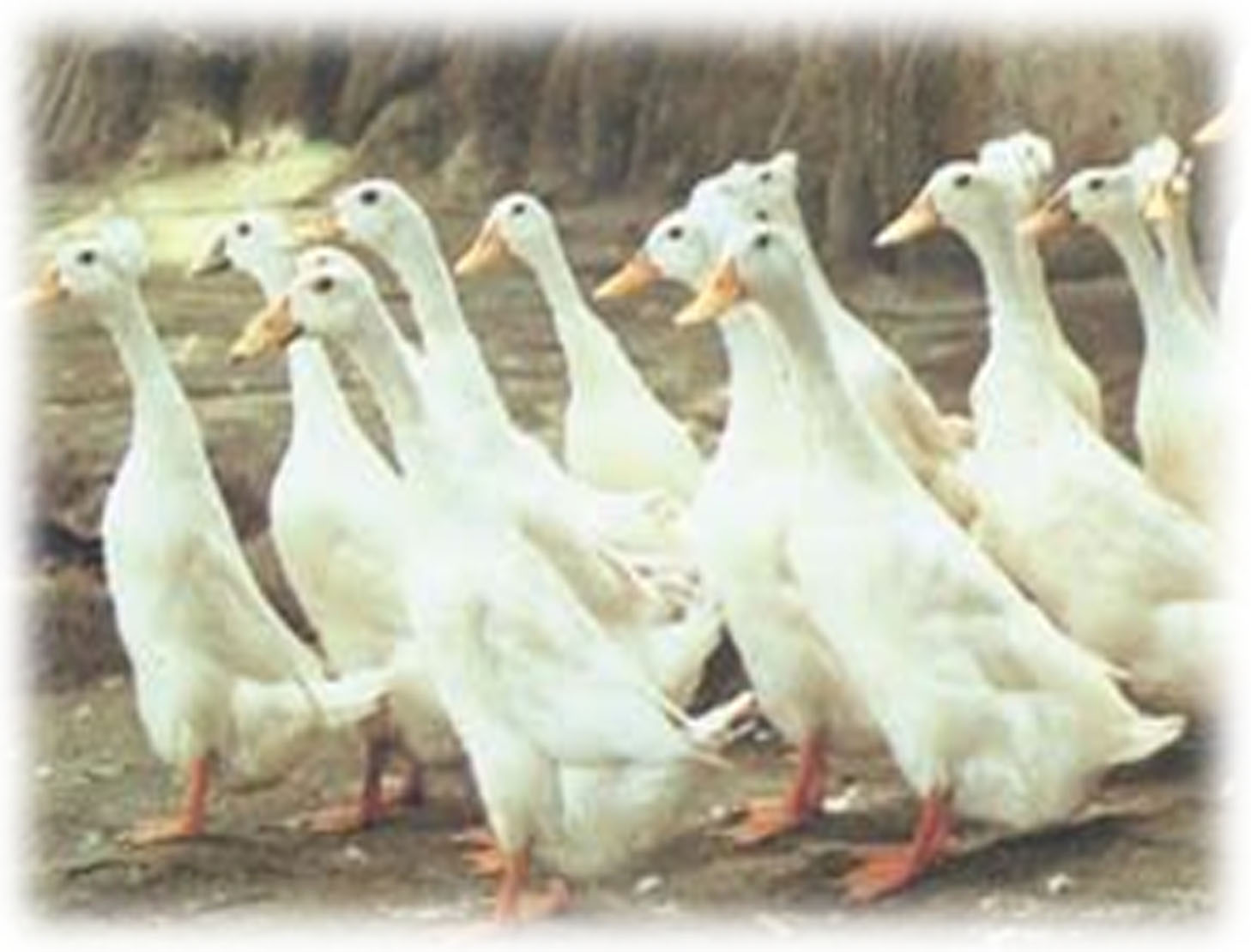 Itik Bali | Peternak Bebek Unggul