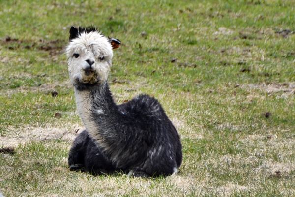 Sognafaret: Alpakka på Bromma