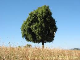 Argentina nativa: Maitén (Maytenus boaria)