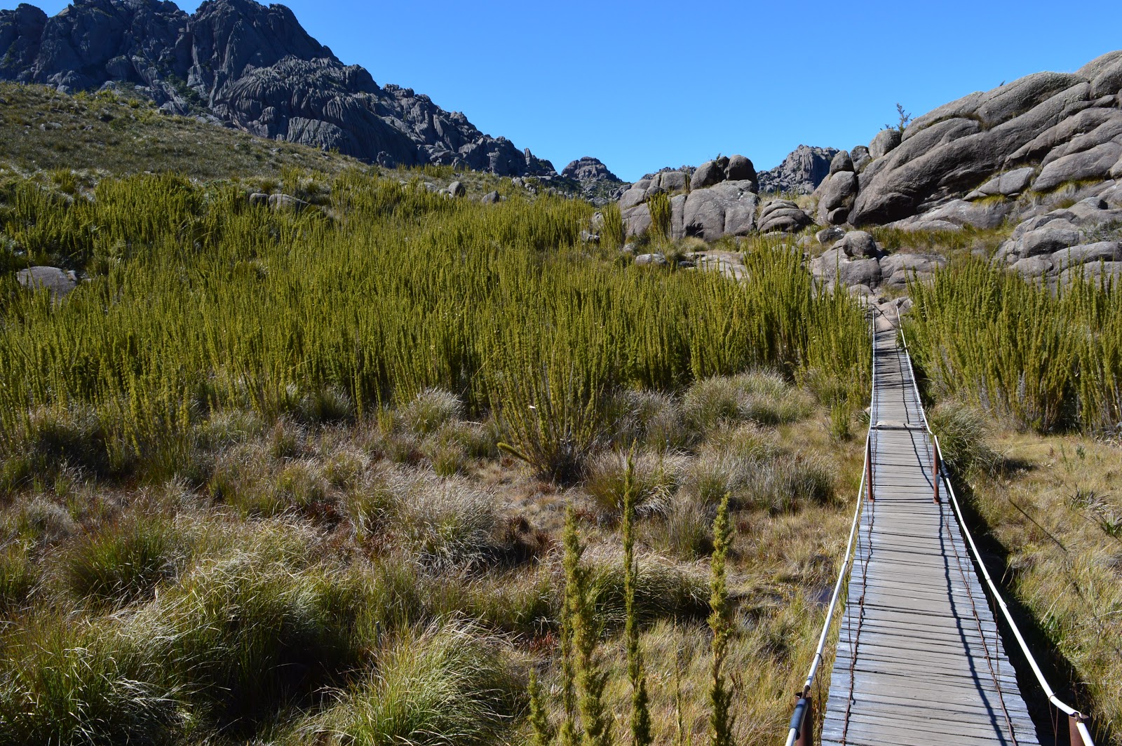 Os caminhos da neve : Pedra do Altar ( Parque Nacional de Itatiaia )