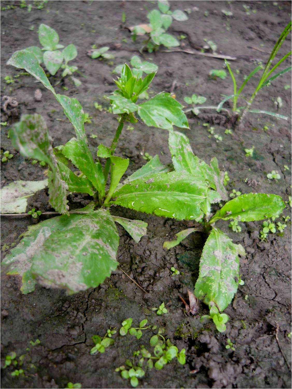 ALTERNATIVA ECOLÓGICA: CULTIVO DE SACHA CULANTRO (CULANTRO DE LA SELVA)