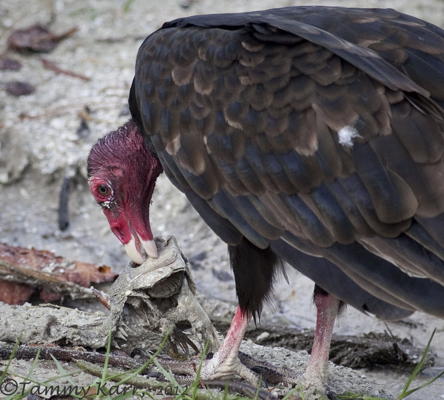 Turkey Vulture Eating Fish