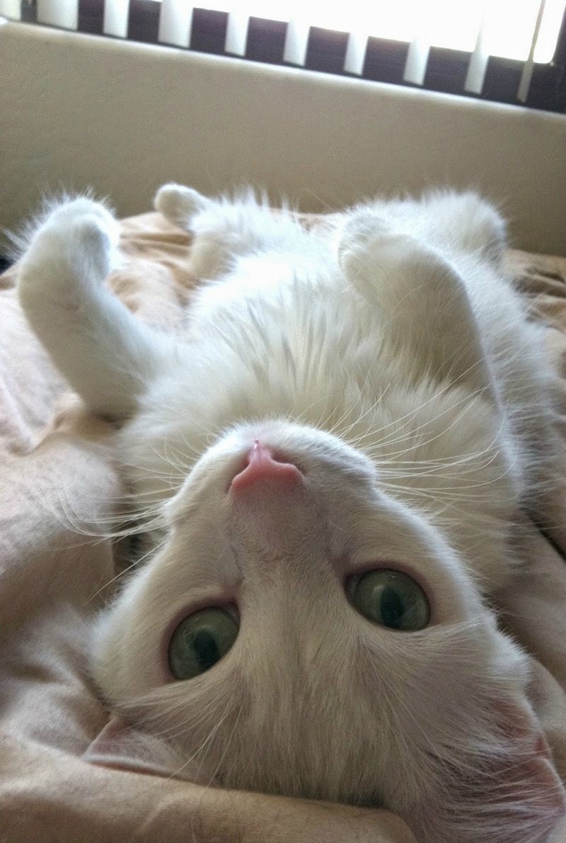 Funny Pictures And Much More Fun: May 2014