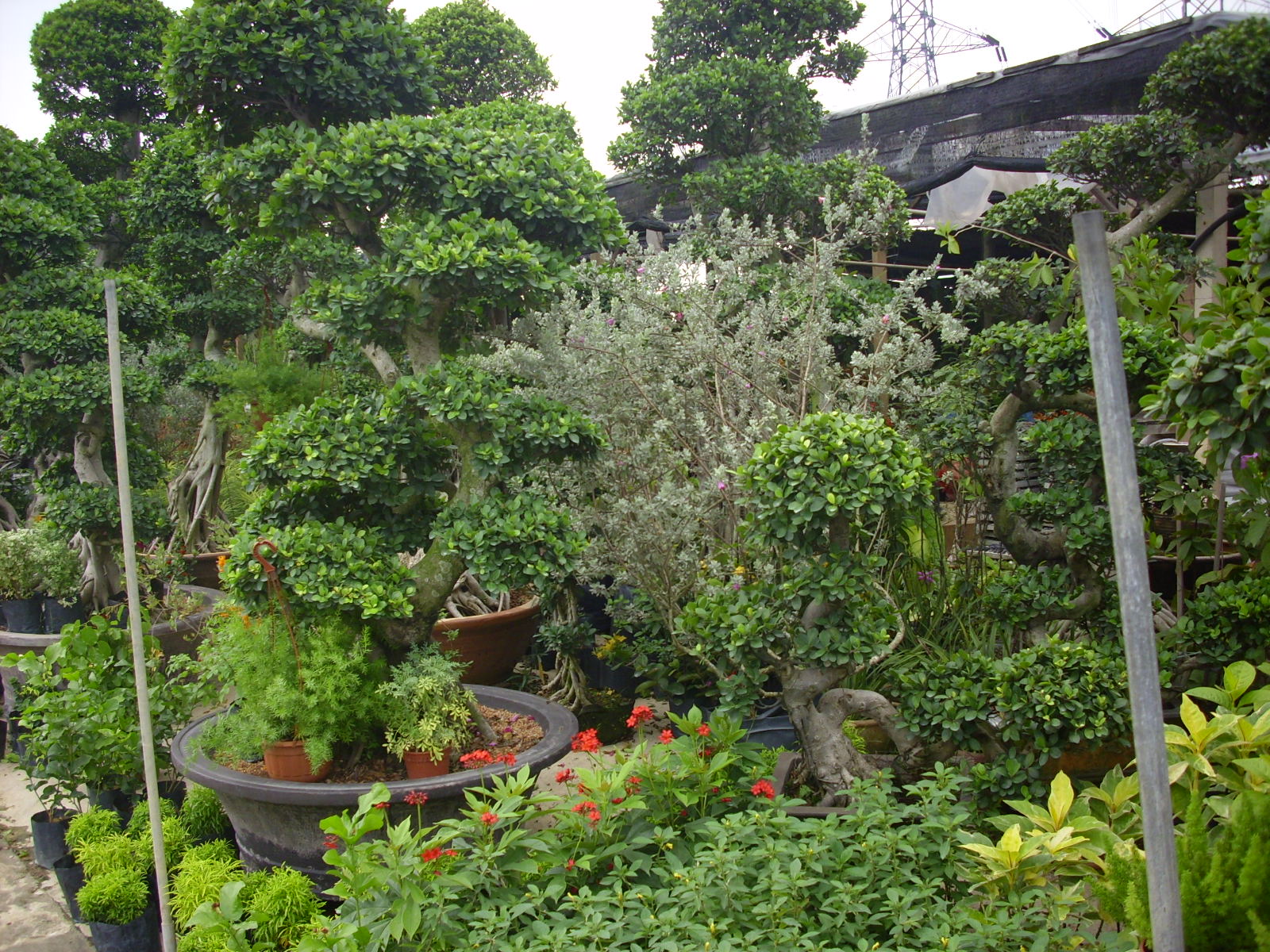 DIARI DIELA: Nursery Bunga Sungai Buluh