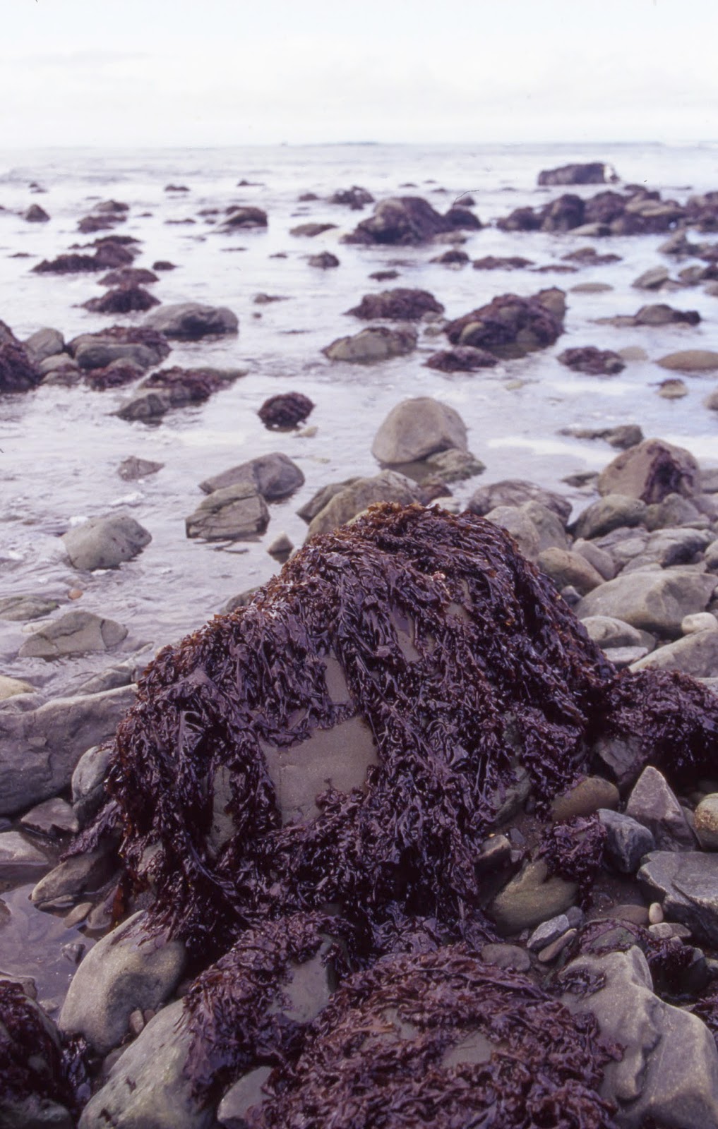 Wild-Foods-NZ: Seaweed foraging guide available