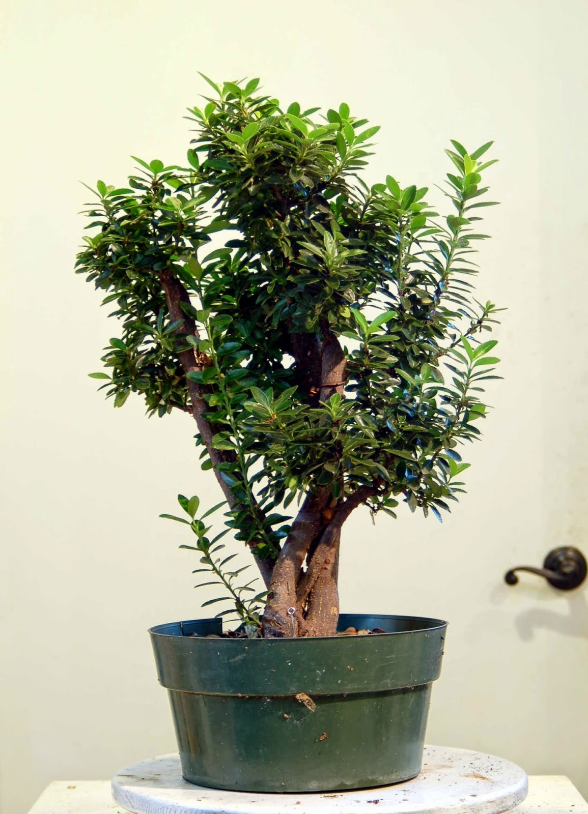 Heart of Texas Bonsai: Boxleaf Euonymus #43 - a prize in every box!