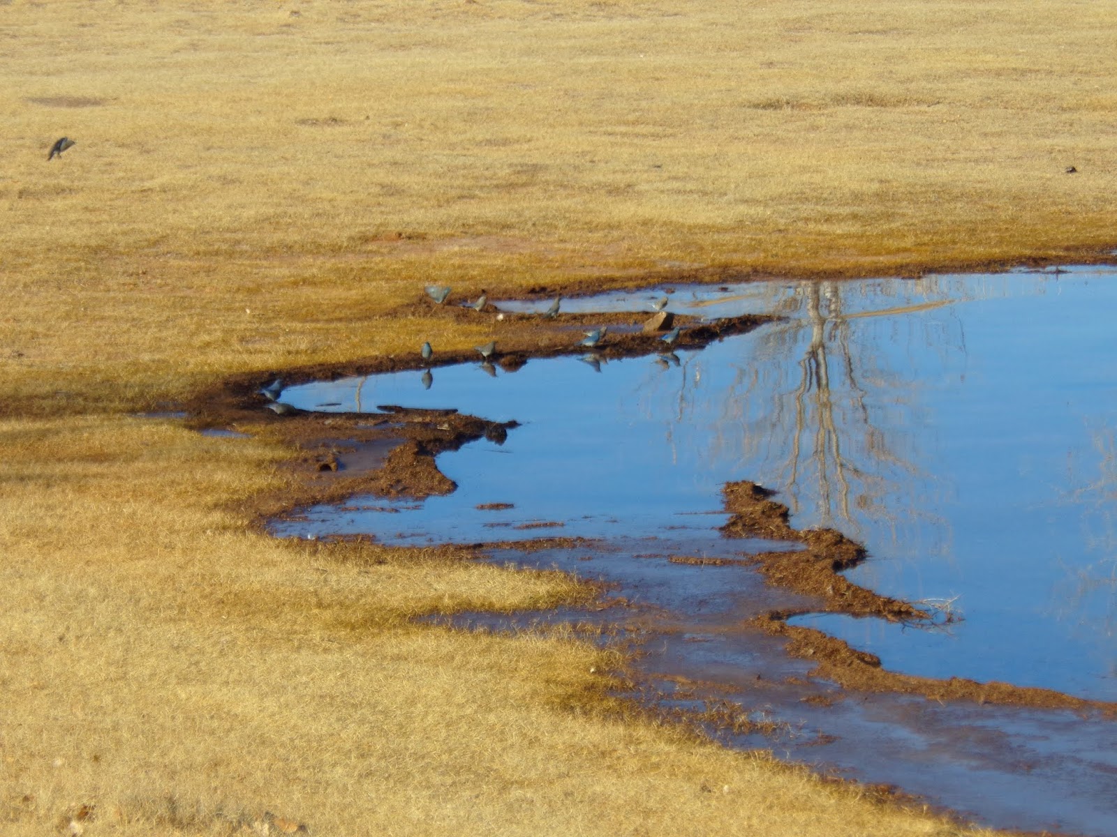 Sumner Lake State Park, Fort Sumner, New Mexico