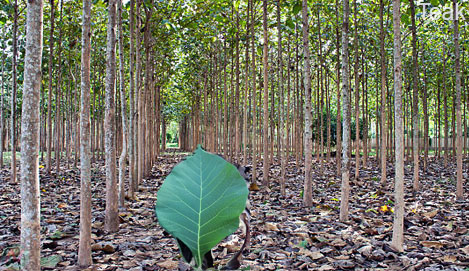 Tree & Plant Species Names & Images | Necessary Vocabulary - Necessary ...