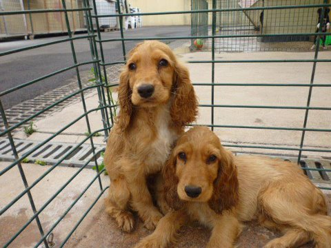 Cockers spaniel en adopcion - Imagui