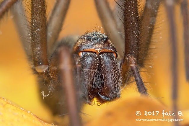 Mirrorless Macro Photography: Selection of Spiders from 2017!