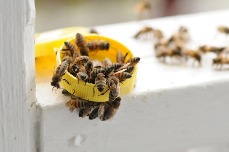 Punkin's Patch: Anatomy Of A Bee Party