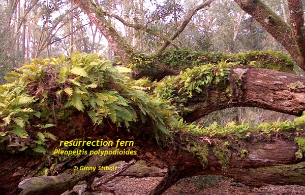 Remarkable resurrection ferns ~ Garden Architecture Blog