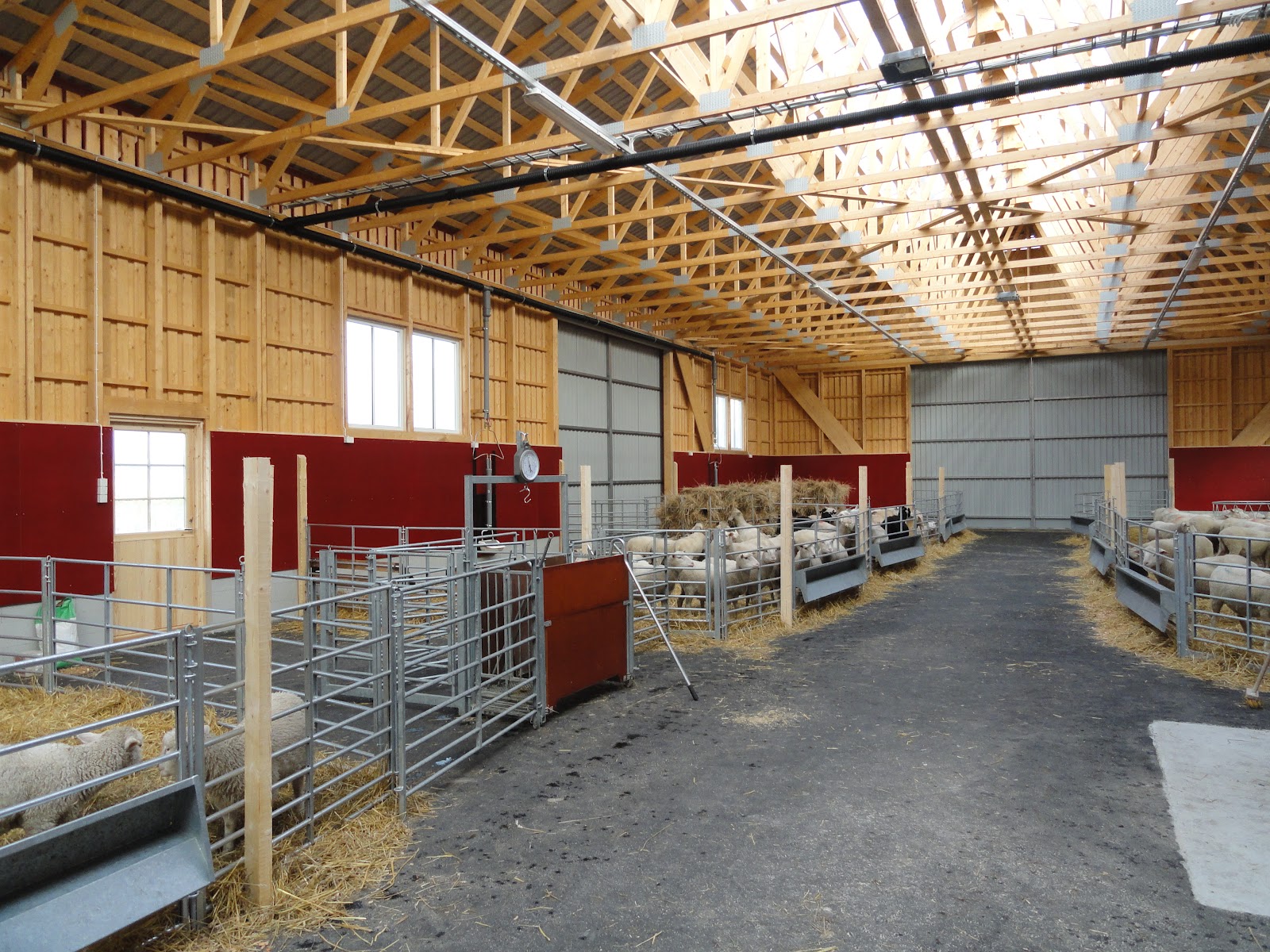 Mikkolan lammastila: Lampaat