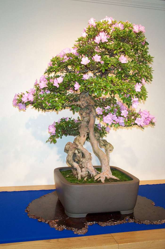 Te Yang Bonsai: NEAGARI – Raízes expostas