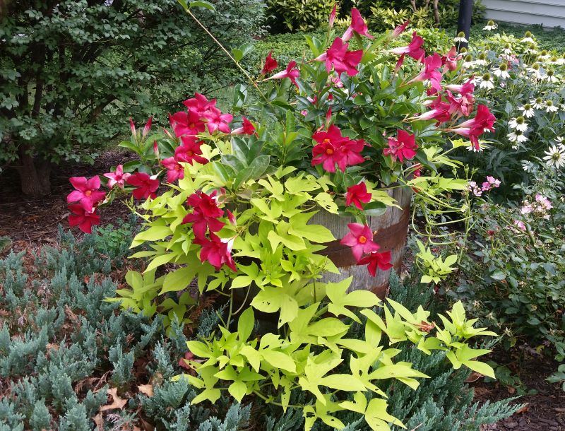 Future Plants by Randy Stewart: Mandevilla