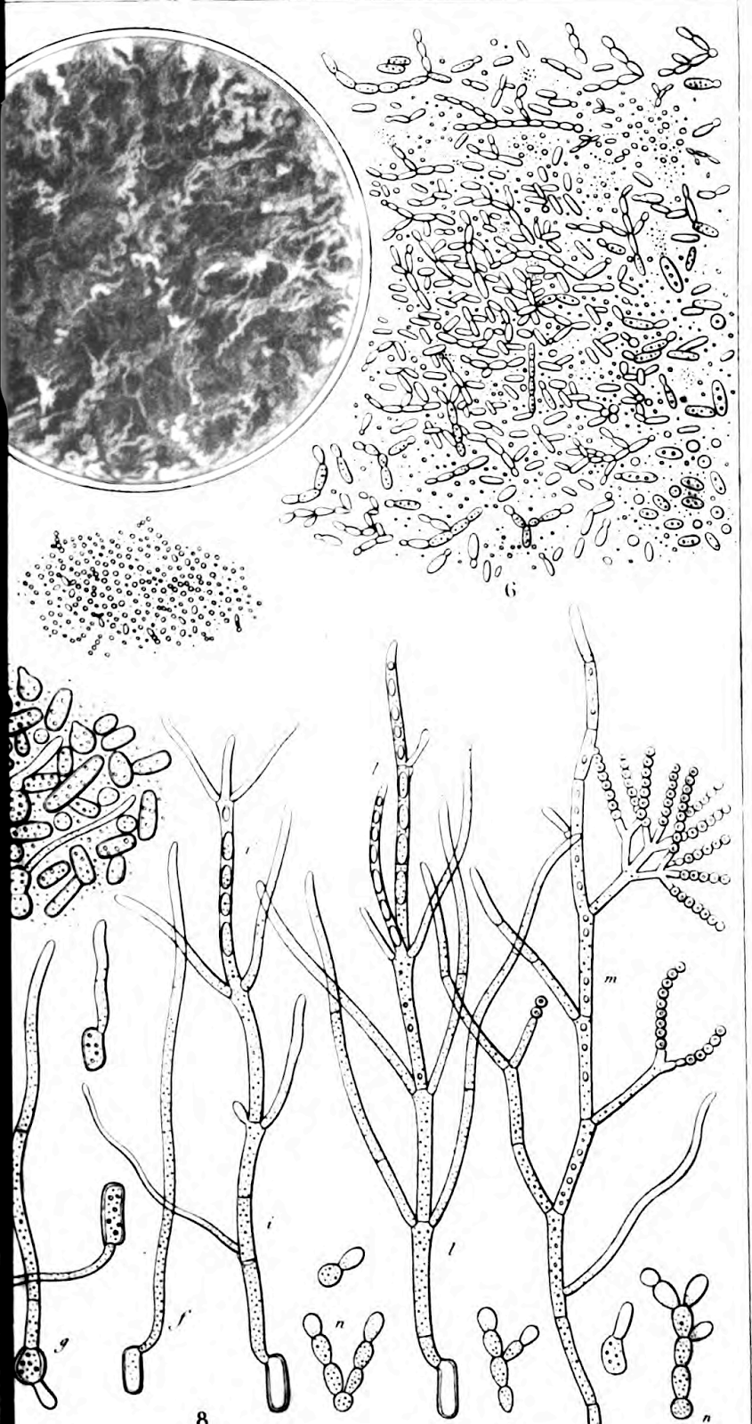 La Cerveza: Ingredientes (IV). La levadura