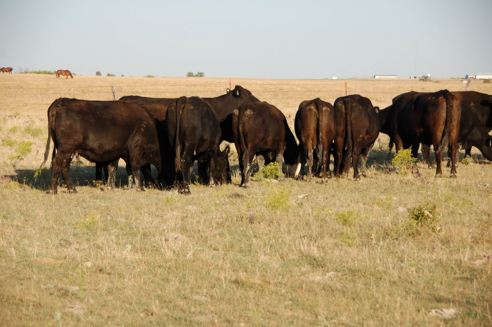 Buck Cattle Co. Blog: Open Recipient Cows For Sale!!