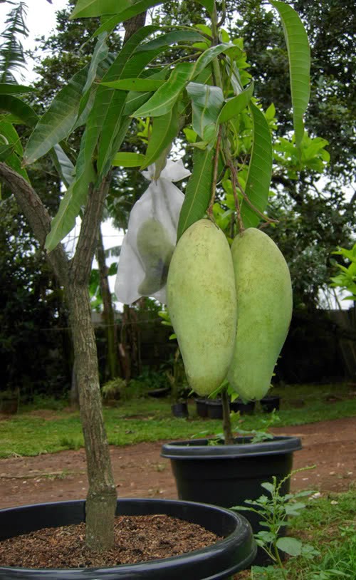 miskani : pokok buah dalam pasu