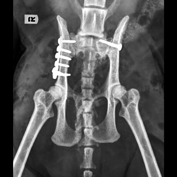 ARTROVET: Fractura de cadera en gato
