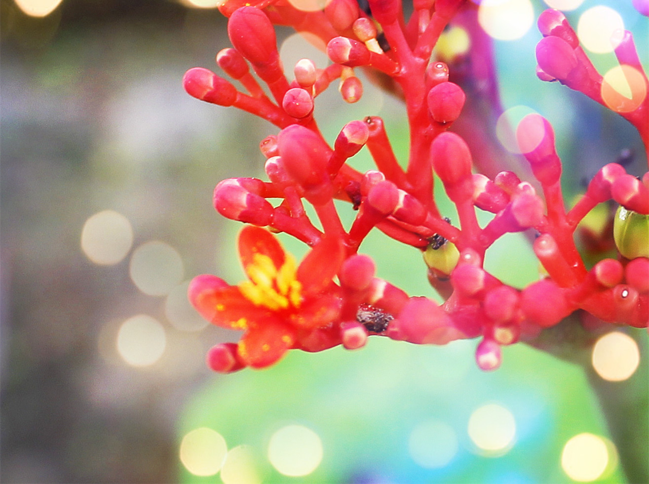 Baru 22+ Bunga Foto, Gambar Bunga