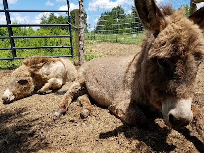 International Blue: Donkey Ding-Dong Secret