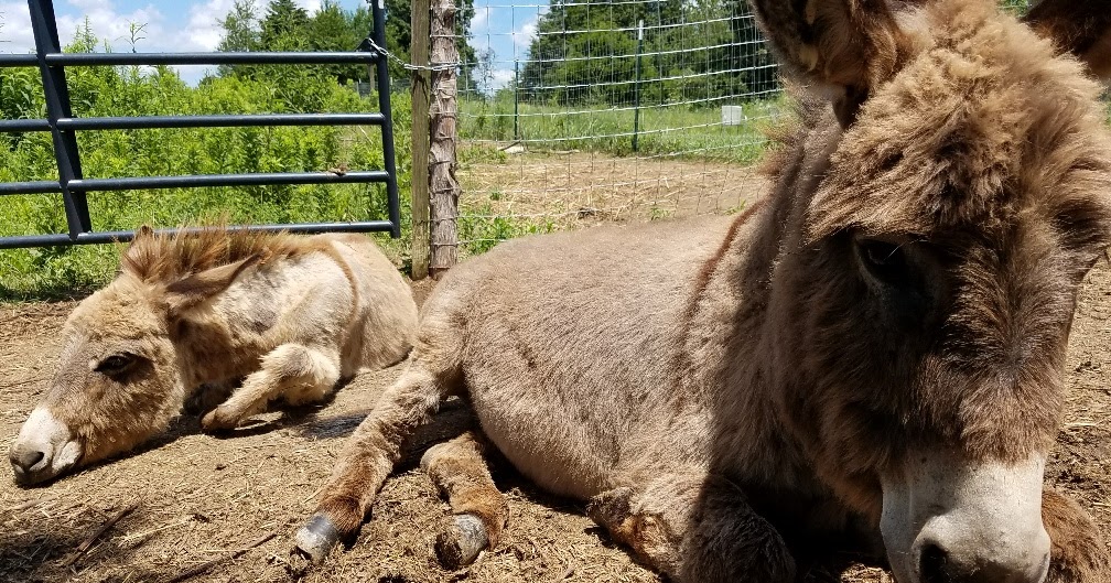 International Blue: Donkey Ding-Dong Secret