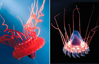 About alberto de leon: The animals that rules the abyss near the ocean ...