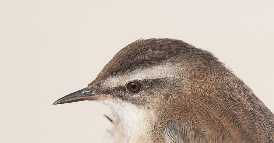 Birds of Saudi Arabia: Moustached Warbler trapped and ringed – Jubail
