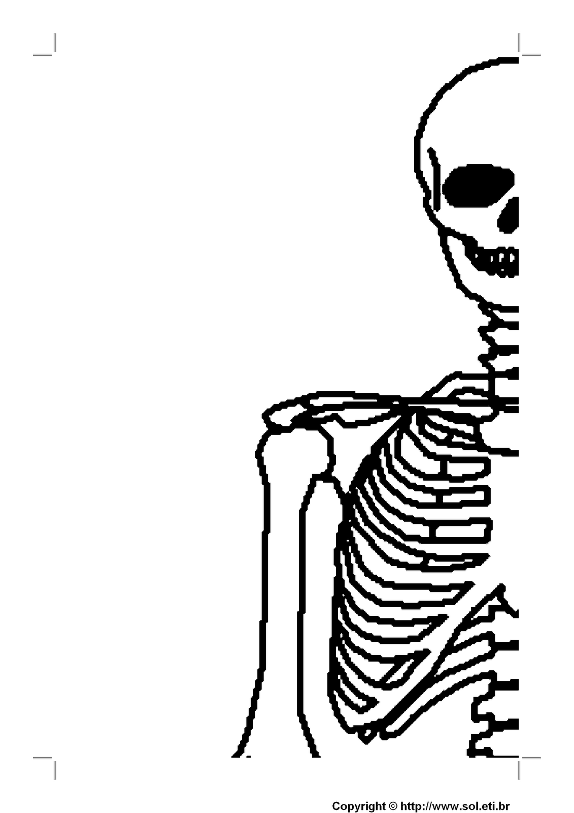 Esqueleto Humano Para Imprimir Tamanho Grande - FDPLEARN