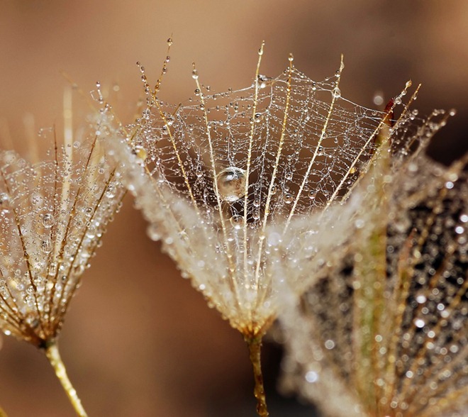 DUE DROPS PHOTOS - world pics