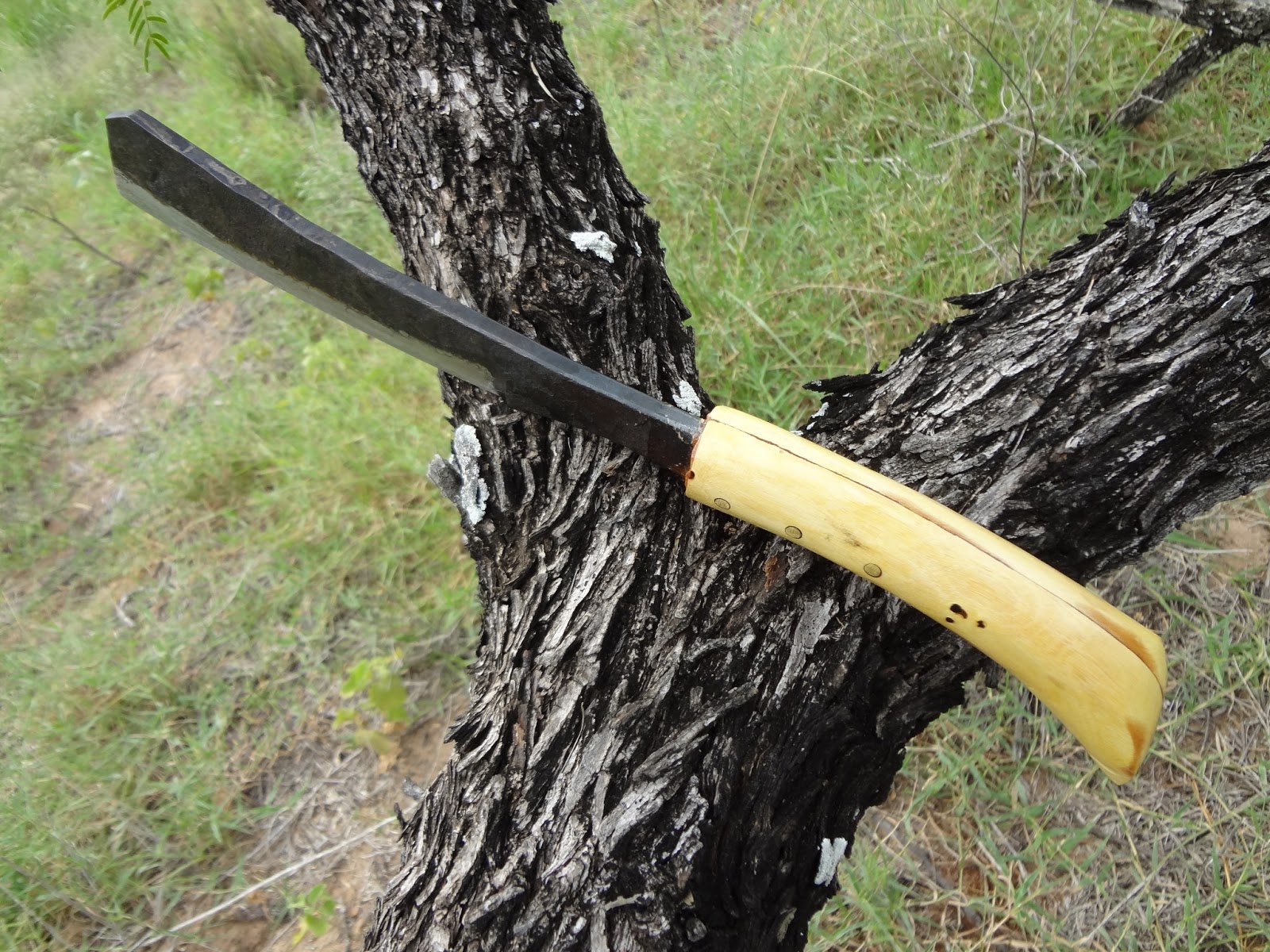 Woods Roamer: Texas Brushlands Parang....