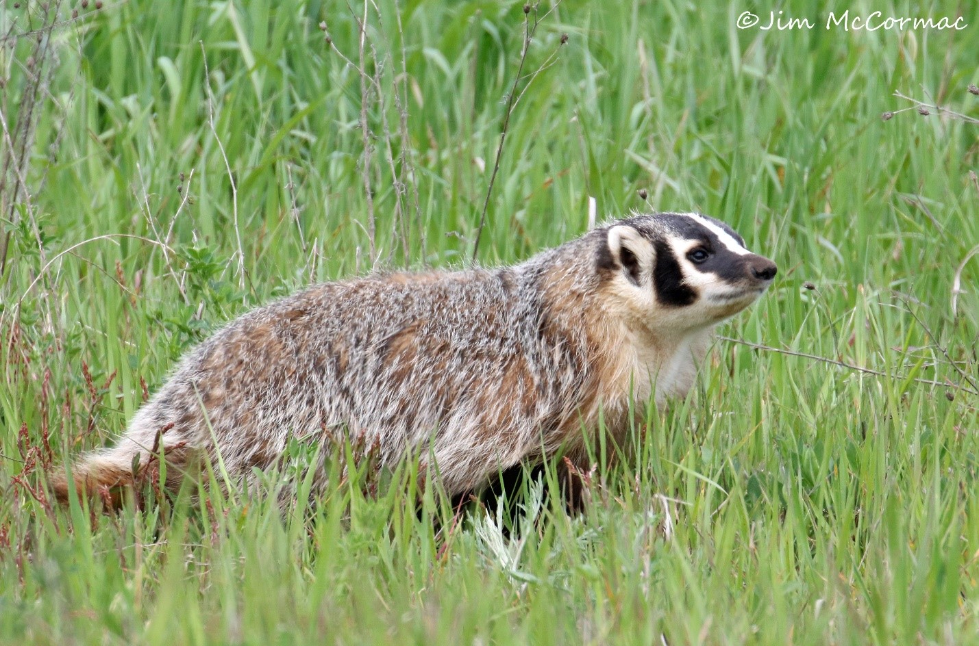 Ohio Birds and Biodiversity: A fortuitous badger encounter!