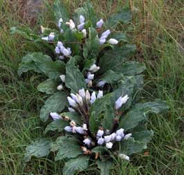 AROMATERAPIA ES ESTILO DE MI VIDA: MANDRÁGORA - REALIDAD y MITOS