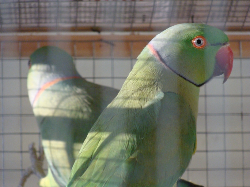 My Ring neck parrot | Ringneck parrot | Indian parrot | ring neck ...
