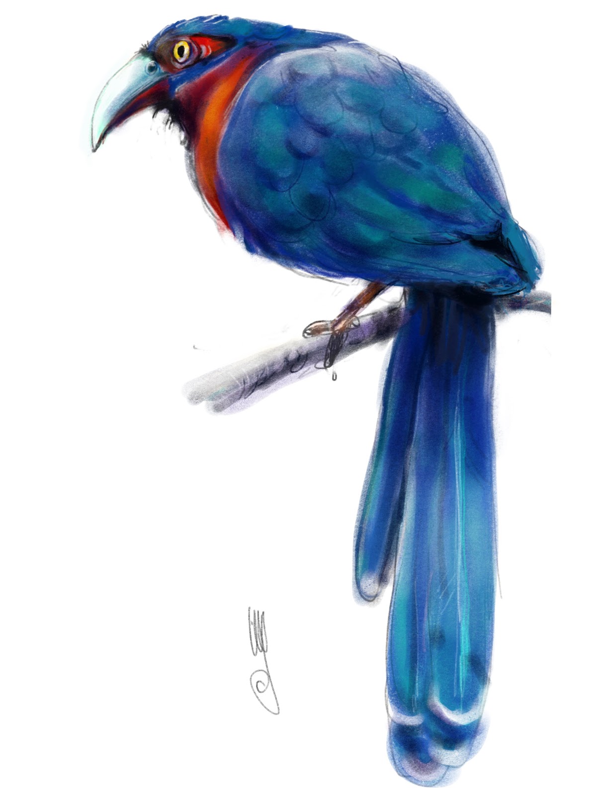 Birds: Chestnut-breasted Malkoha