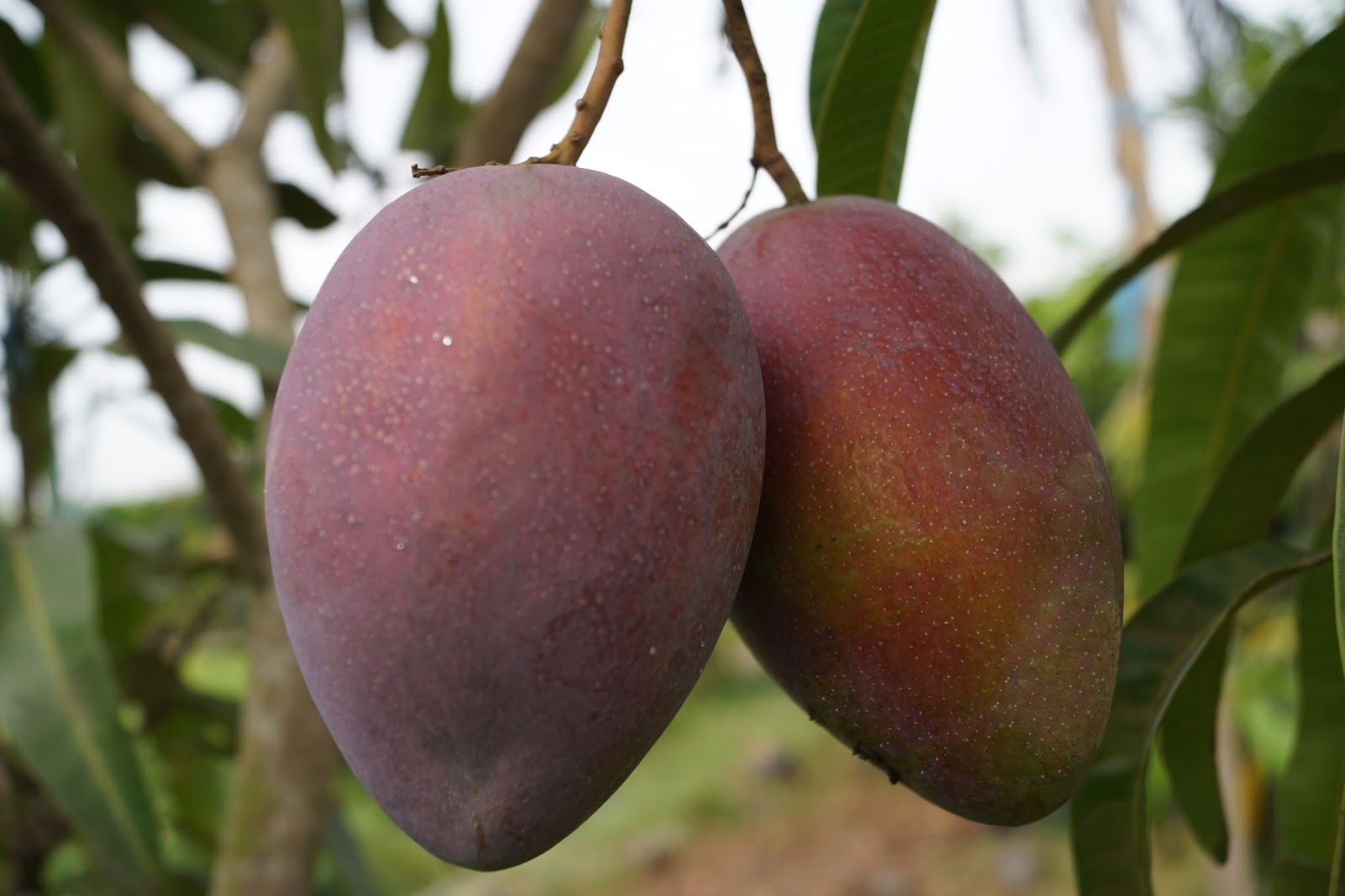 Williams Nursery: MANGGA