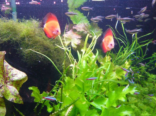 Deal with pets: How to take excellent care of Discus Fish