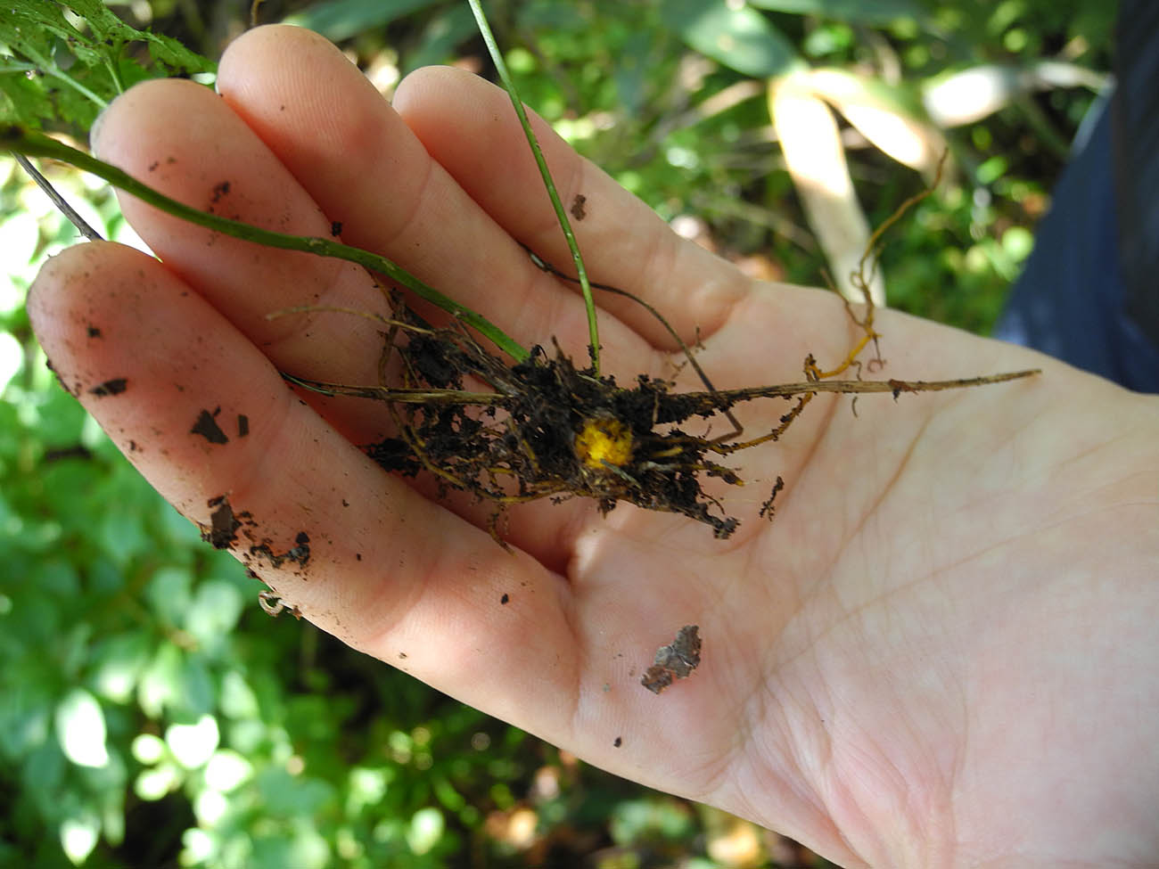 mountain-landscape: A meizanologist's diary (3)