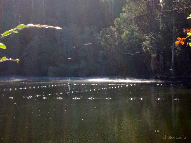 wild women walking: Tilden Regional Park | Lake Anza to Inspiration Point