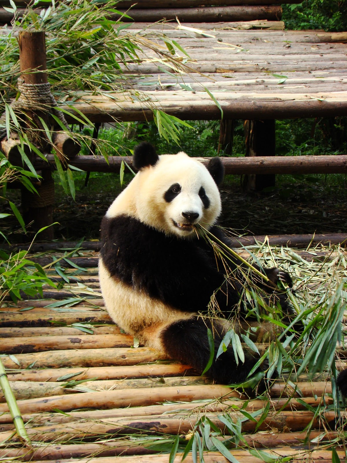 Ames' Adventures: Panda Bears