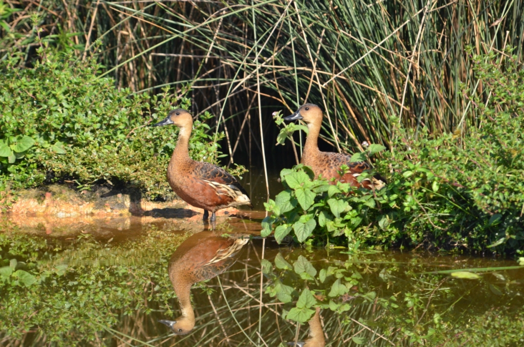Australian Birds Photography: KEUNEA PHOTOGRAPHY: Birds of Coles Creek ...