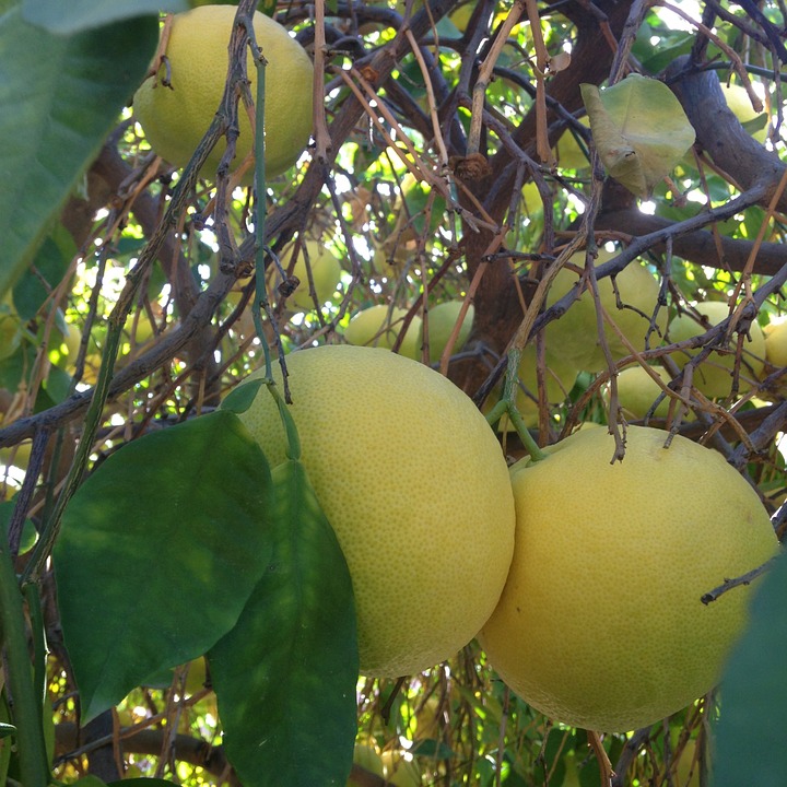 It s The Fruit It s The Fruit