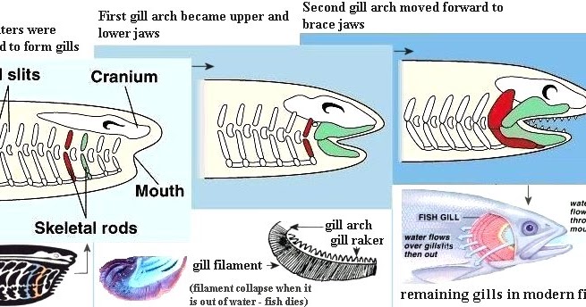 Perspectives on Science and Culture: The Teleonomic Perspective