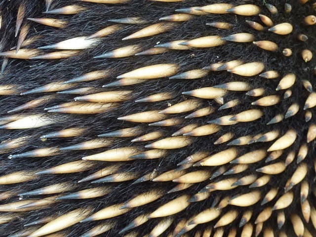 Small Animal Talk: Hop Up! Wriggle Over! Interview with children's ...